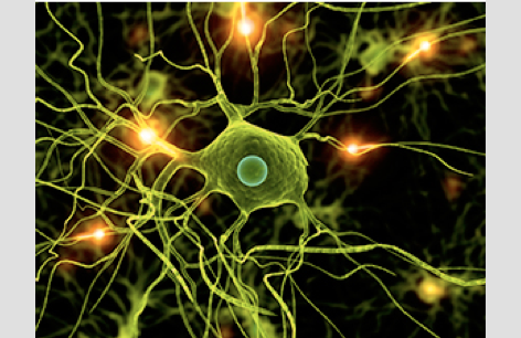 Le développement de la microglie, un programme à plusieurs phases qui ...