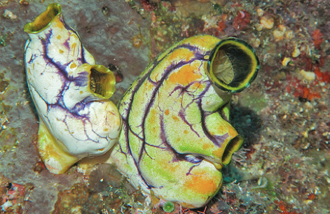 Tel Aviv University: Gut-spilling in chordates, Evisceration in the ...